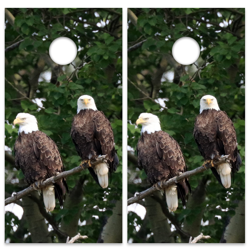 Eagles Jackie - Wrapoholics